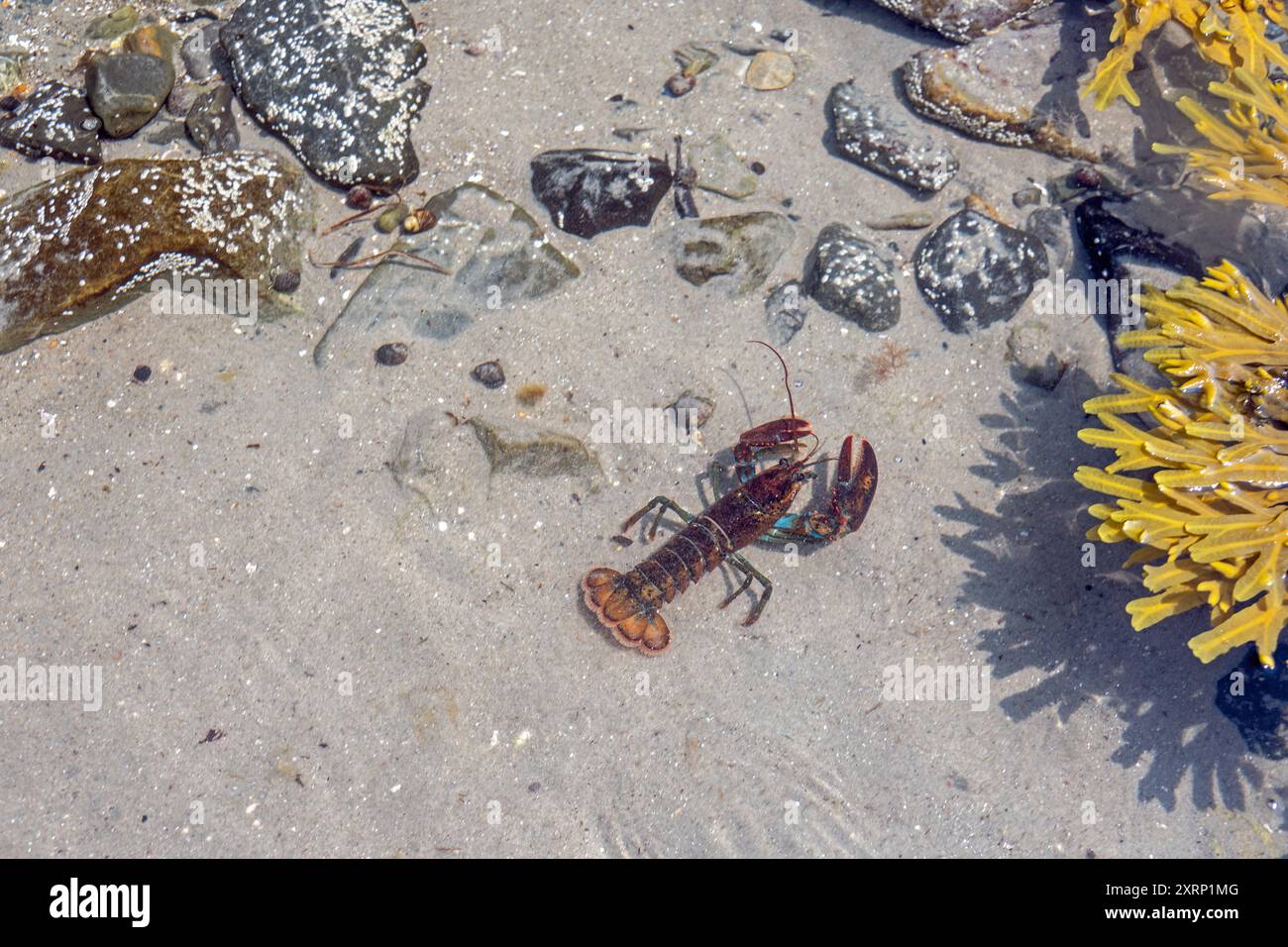 American Lobster (Homarus americanus Stock Photo - Alamy