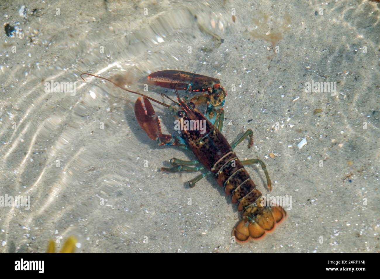 American Lobster (Homarus americanus Stock Photo - Alamy