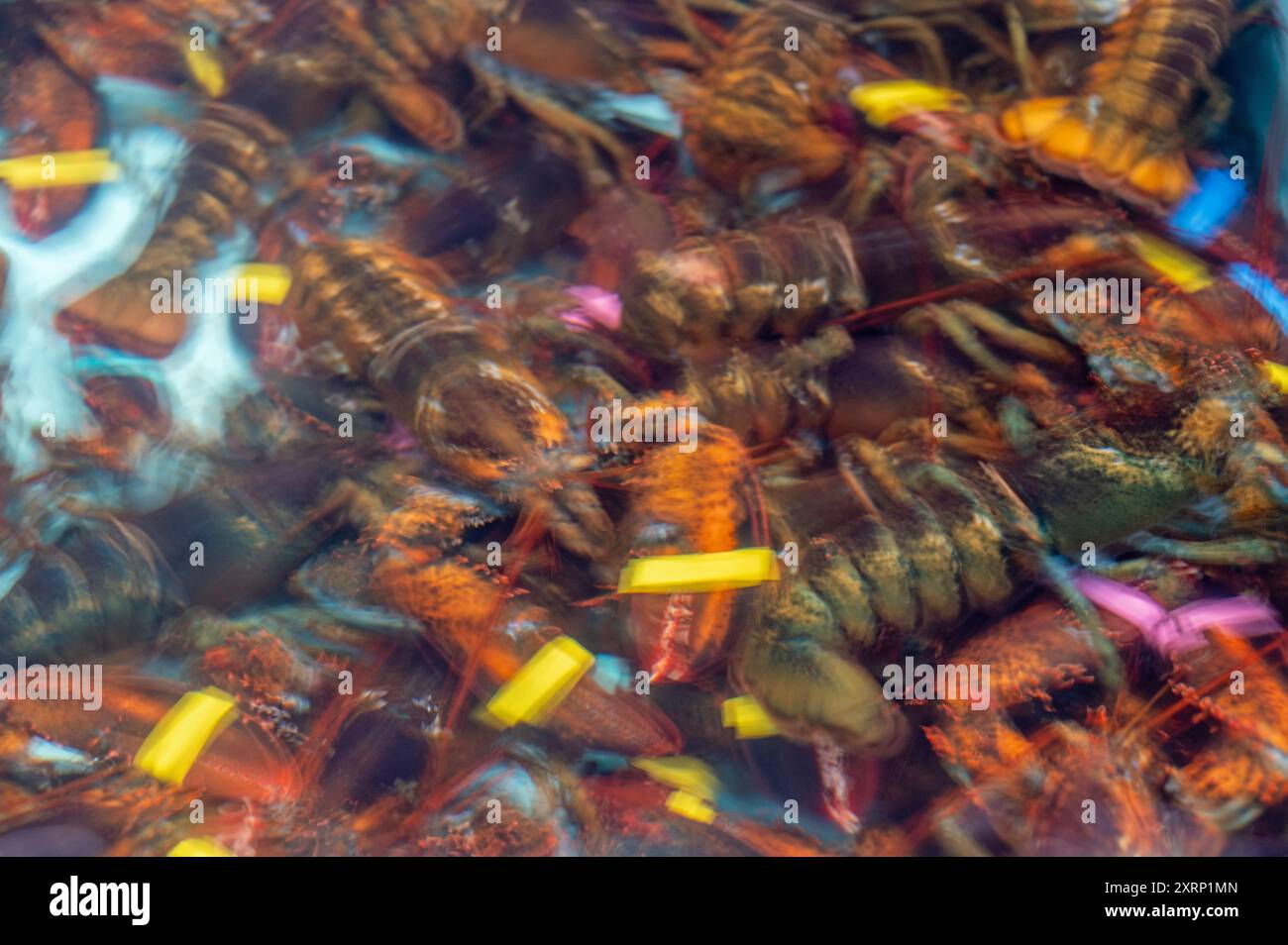 American Lobsters (Homarus americanus) in a seafood market Stock Photo ...