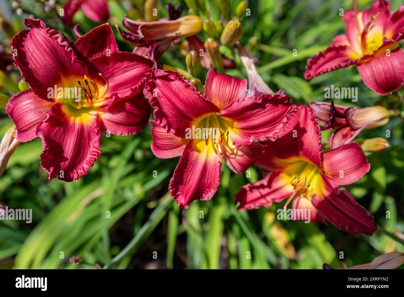 'Pardon Me' Daylily (Hemerocallis Stock Photo - Alamy