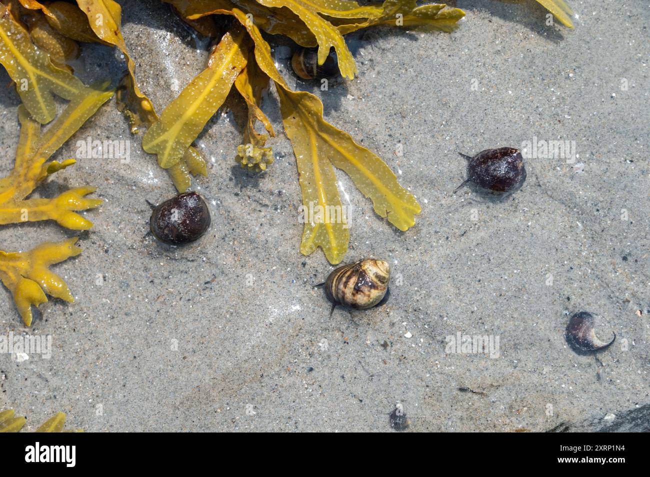 Common periwinkle (littorina littorea) hi-res stock photography and images - Alamy