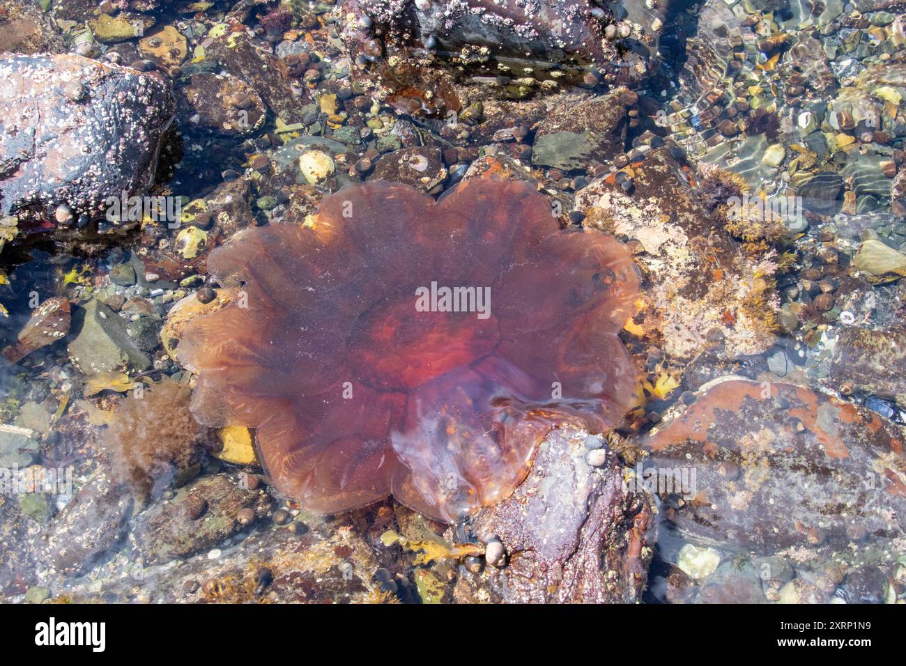 Lion's Mane Jellyfish (Cyanea capillata Stock Photo - Alamy Lion's Mane Jellyfish (Cyanea capillata Stock Photo - Alamy