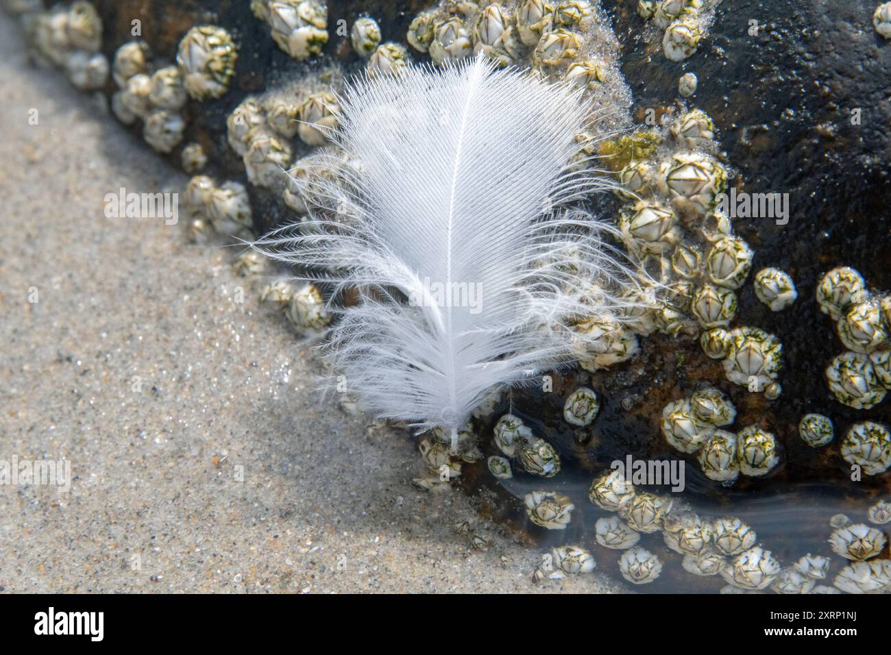 White seagull feather on barnacle-covered rock Stock Photo - Alamy