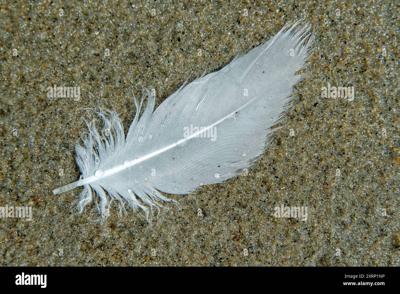 White seagull feather on beach sand Stock Photo - Alamy