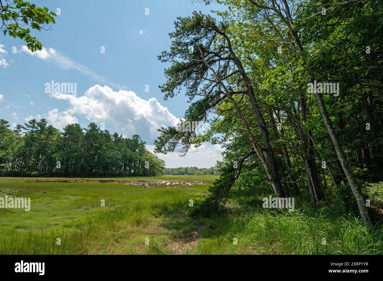 Estuary at forest's edge Stock Photo - Alamy