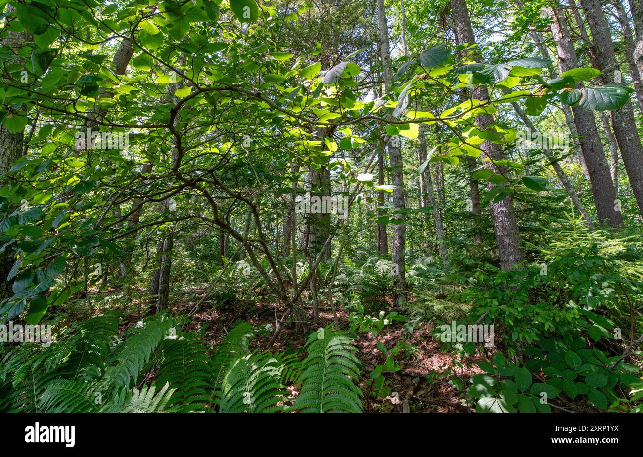 Deciduous forest in summer Stock Photo - Alamy