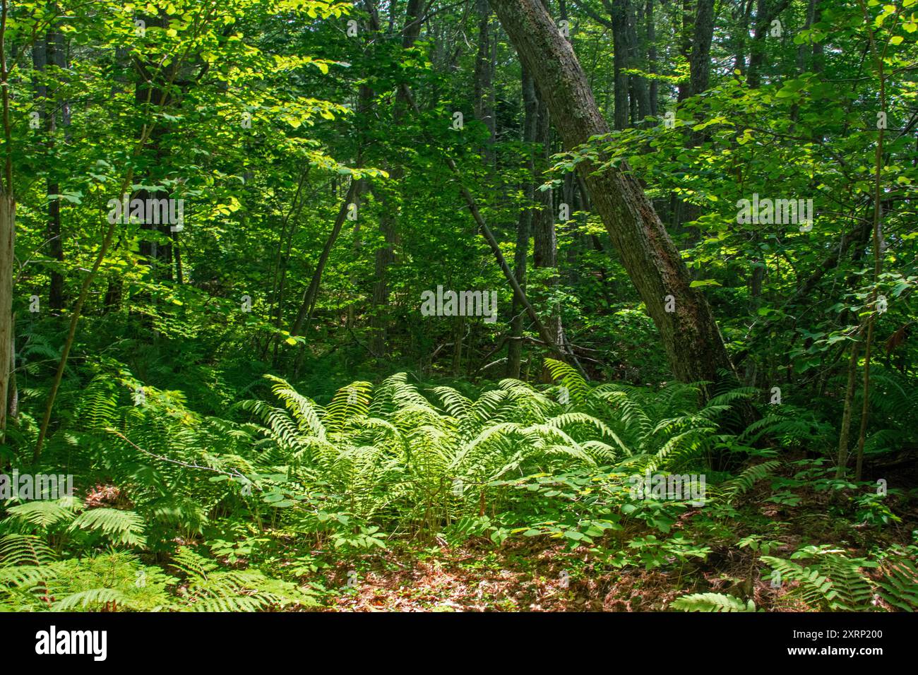 Deciduous forest in summer Stock Photo - Alamy