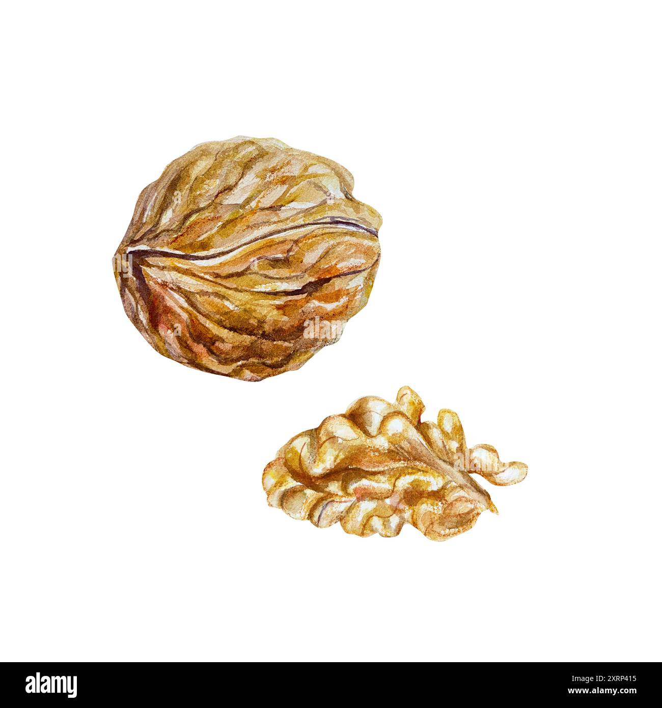 Walnut, whole and without shell. Hand drawn watercolor illustration ...