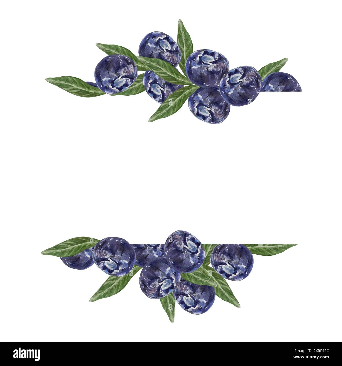Blueberry template for text. Berries and leaves. Hand drawn watercolor ...