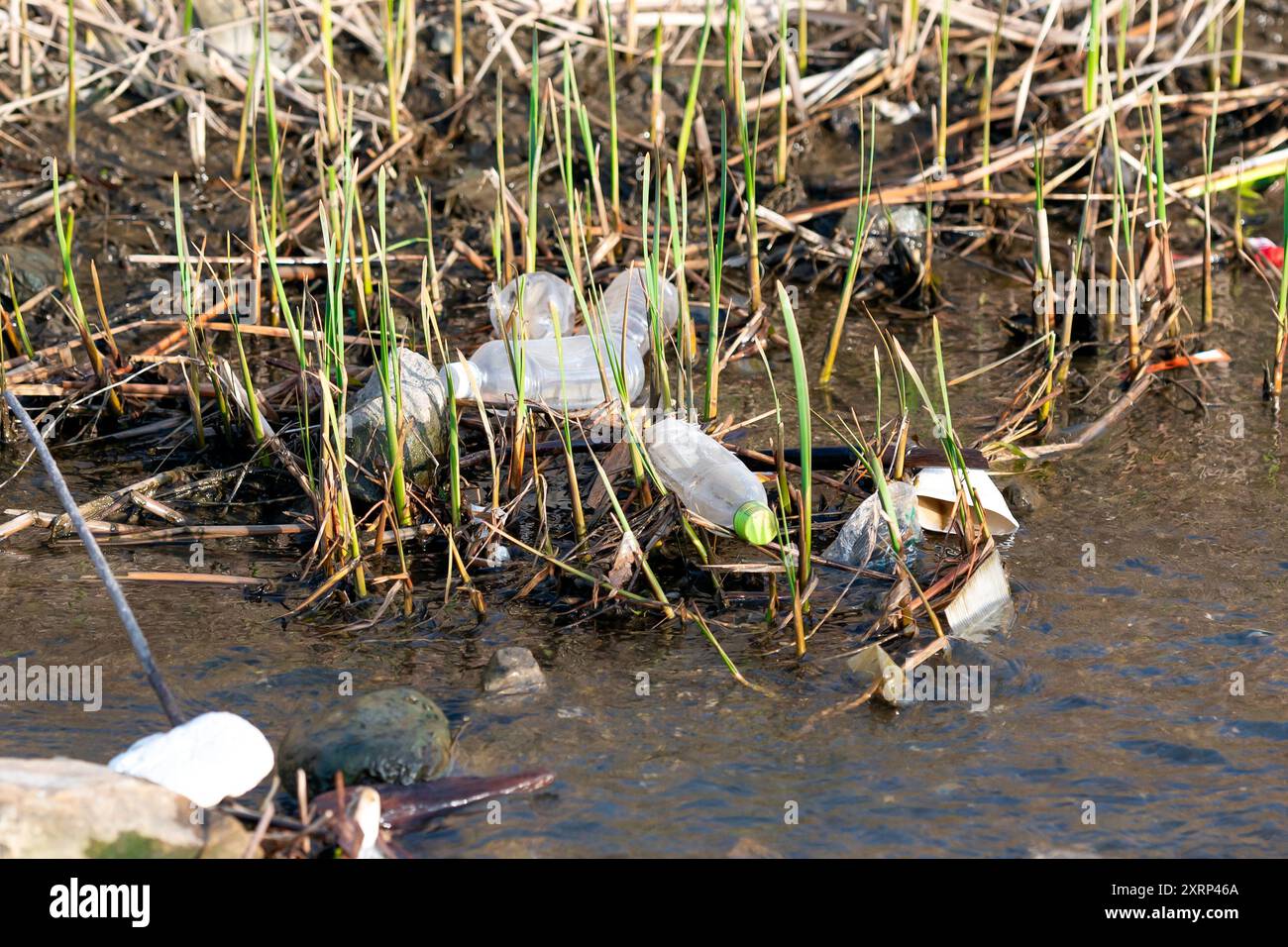 Plastic bottles dumped in a river Stock Photo - Alamy