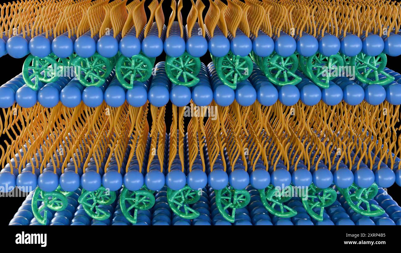 Lipoplexes hi-res stock photography and images - Alamy