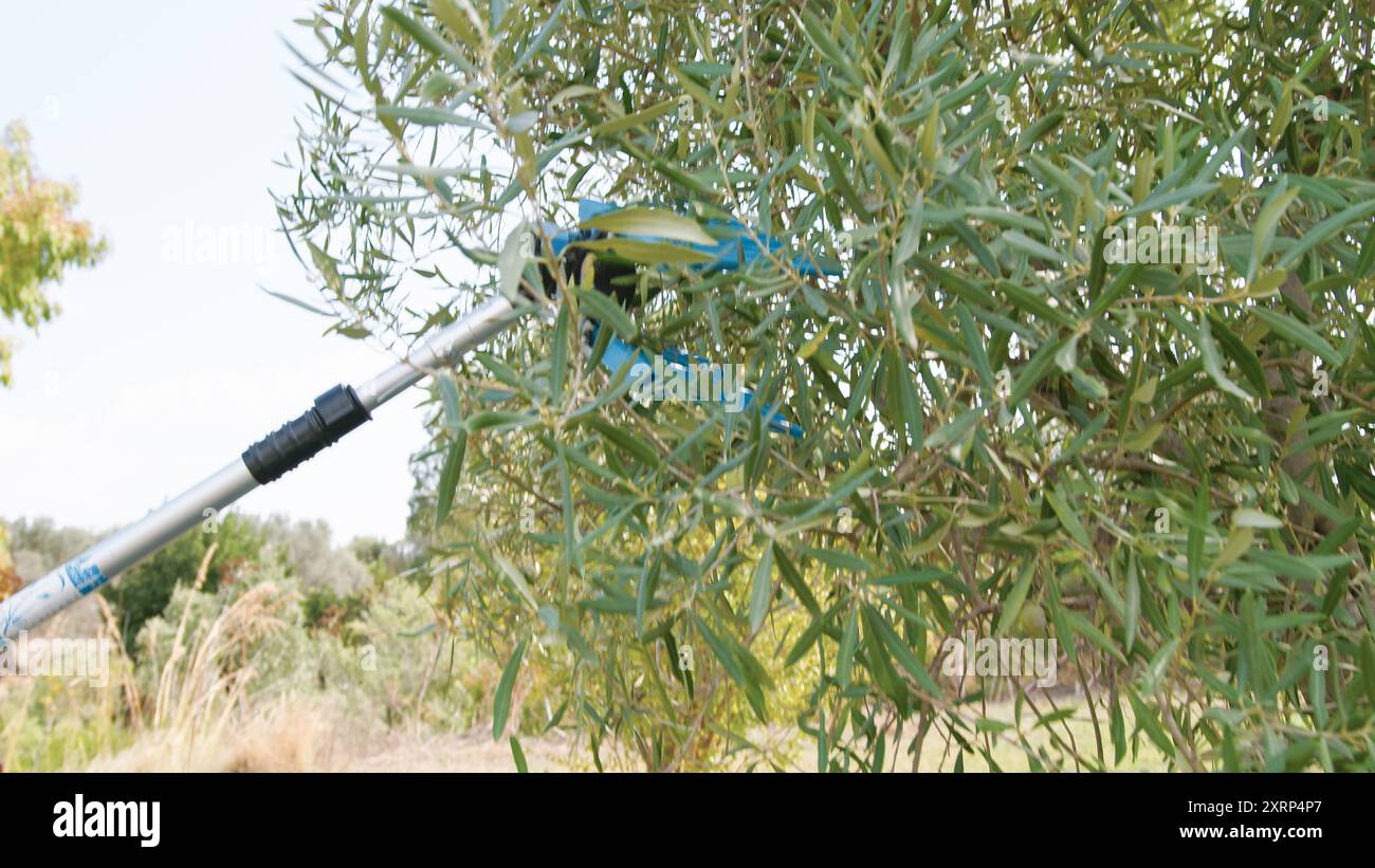 Pneumatic olive harvester in action Stock Photo - Alamy