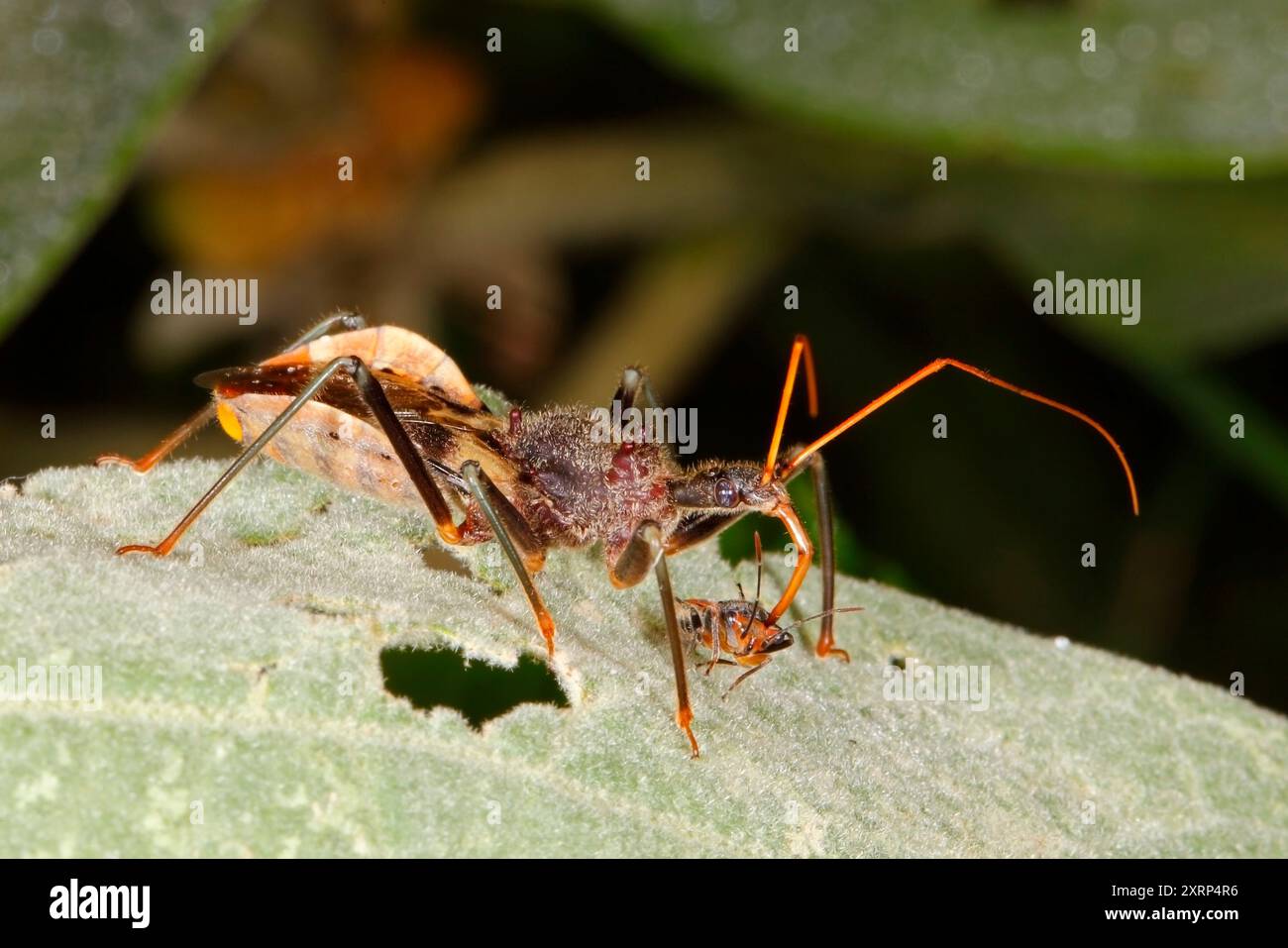Adult Common Assassin Bug, Pristhesancus plagipennis with prey ...