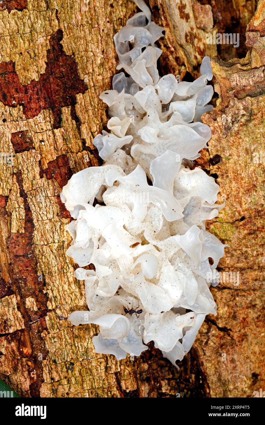 Snow Fungus, Tremella fuciformis. Also known as Snow Ear, Silver Ear ...