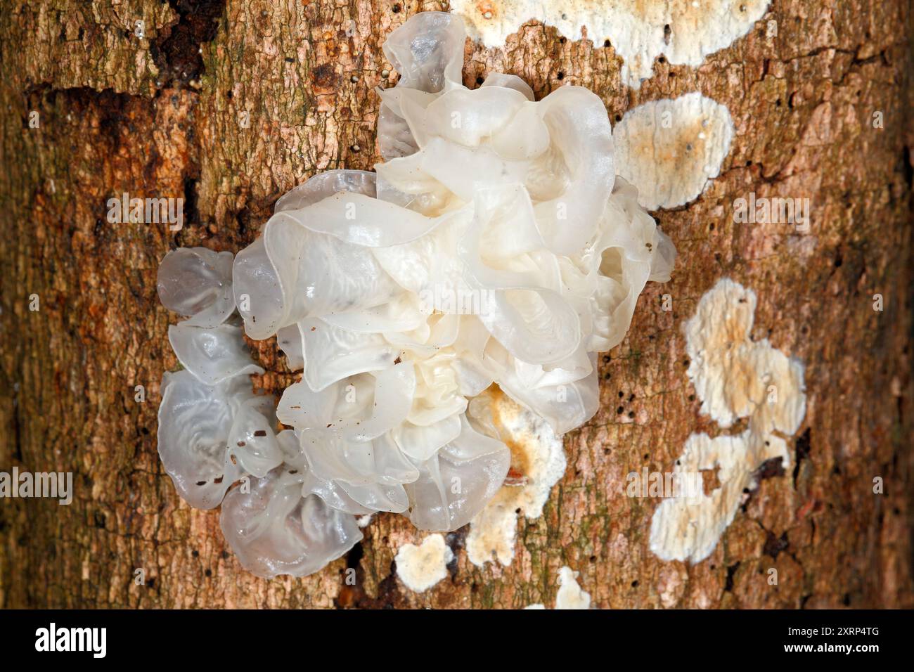 Snow Fungus, Tremella fuciformis. Also known as Snow Ear, Silver Ear ...