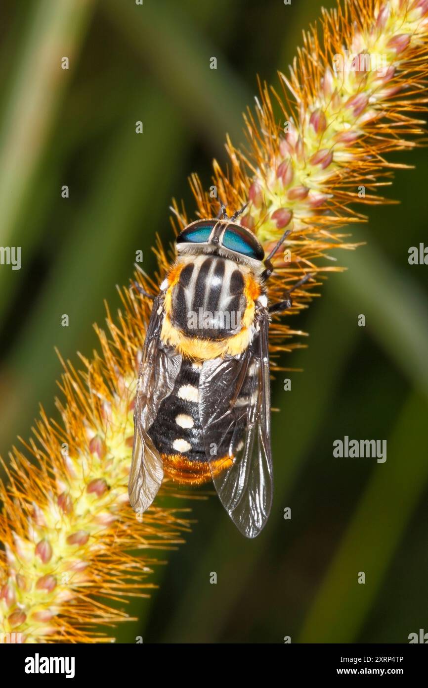 Australian horse flies hi-res stock photography and images - Alamy