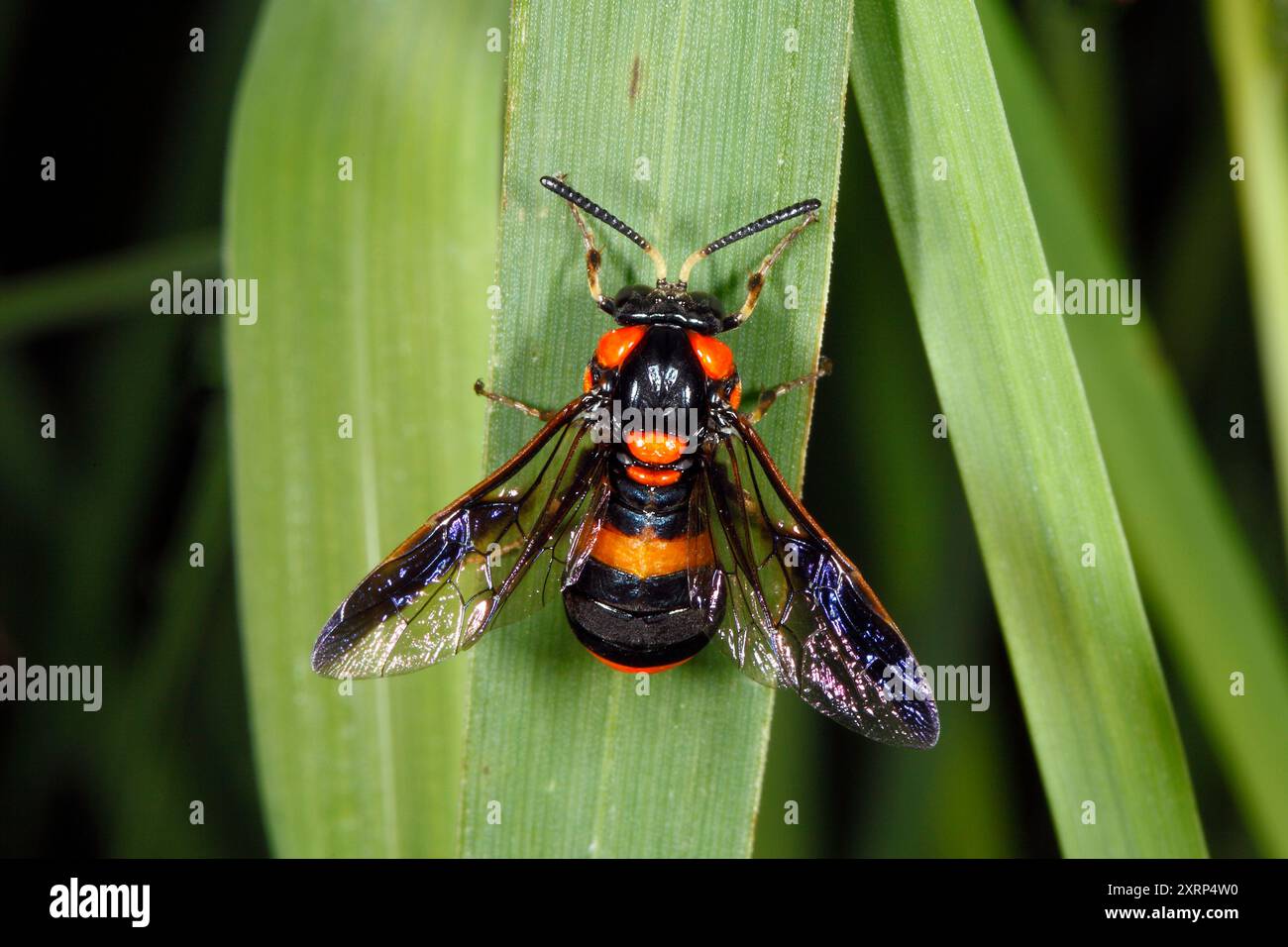 Melaleuca Sawfly, Lophyrotoma zonalis. Also called Paperbark Sawfly ...