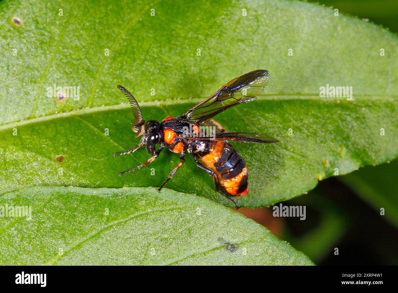 Melaleuca Sawfly, Lophyrotoma zonalis. Also called Paperbark Sawfly ...