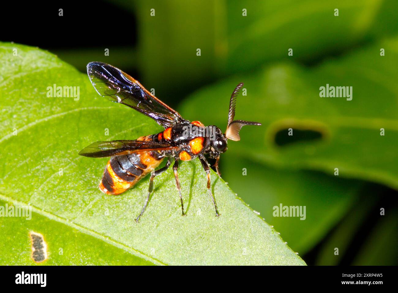 Melaleuca Sawfly, Lophyrotoma zonalis. Also called Paperbark Sawfly ...