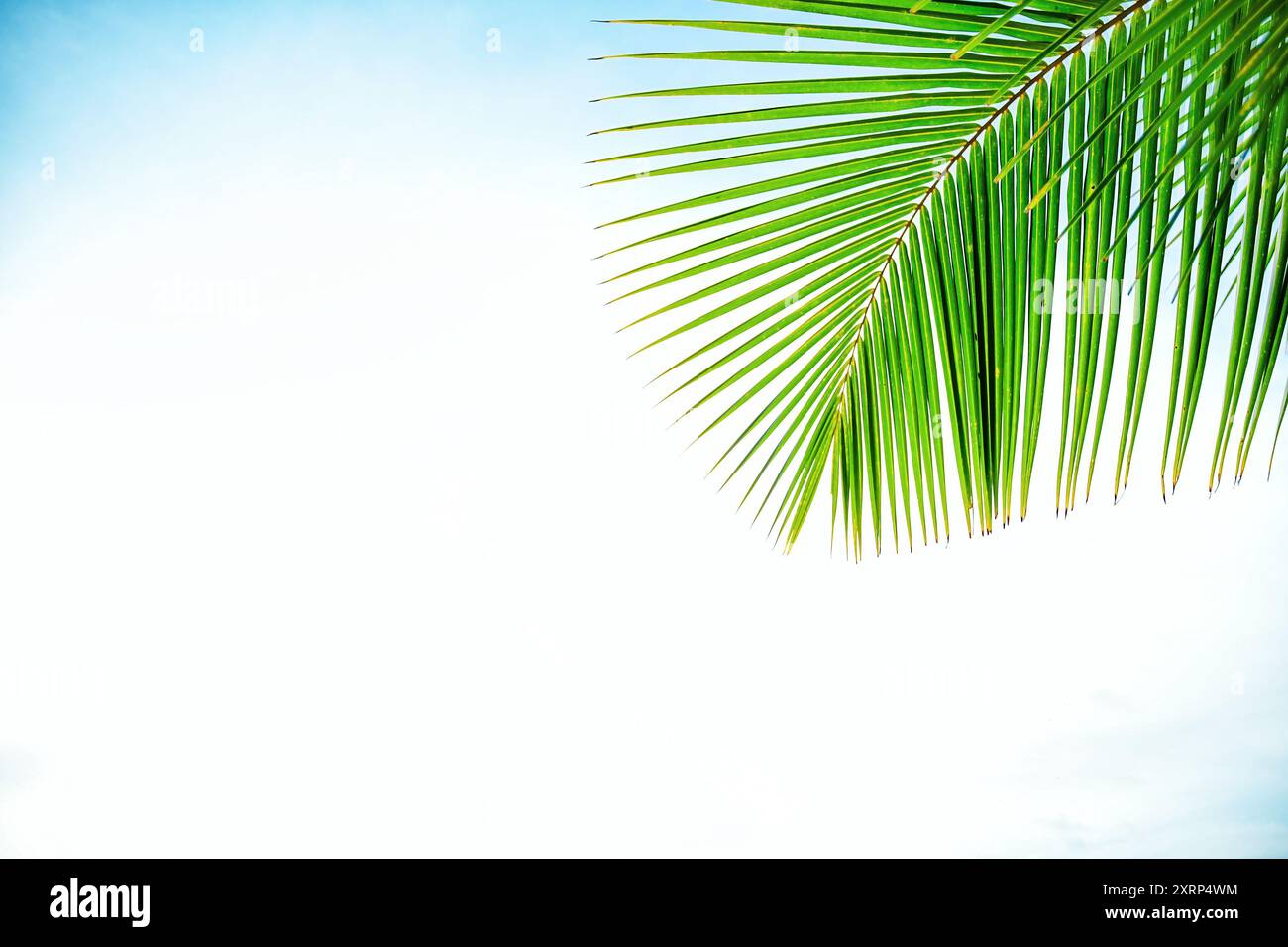 A single palm leaf extends from the top right corner against a bright ...