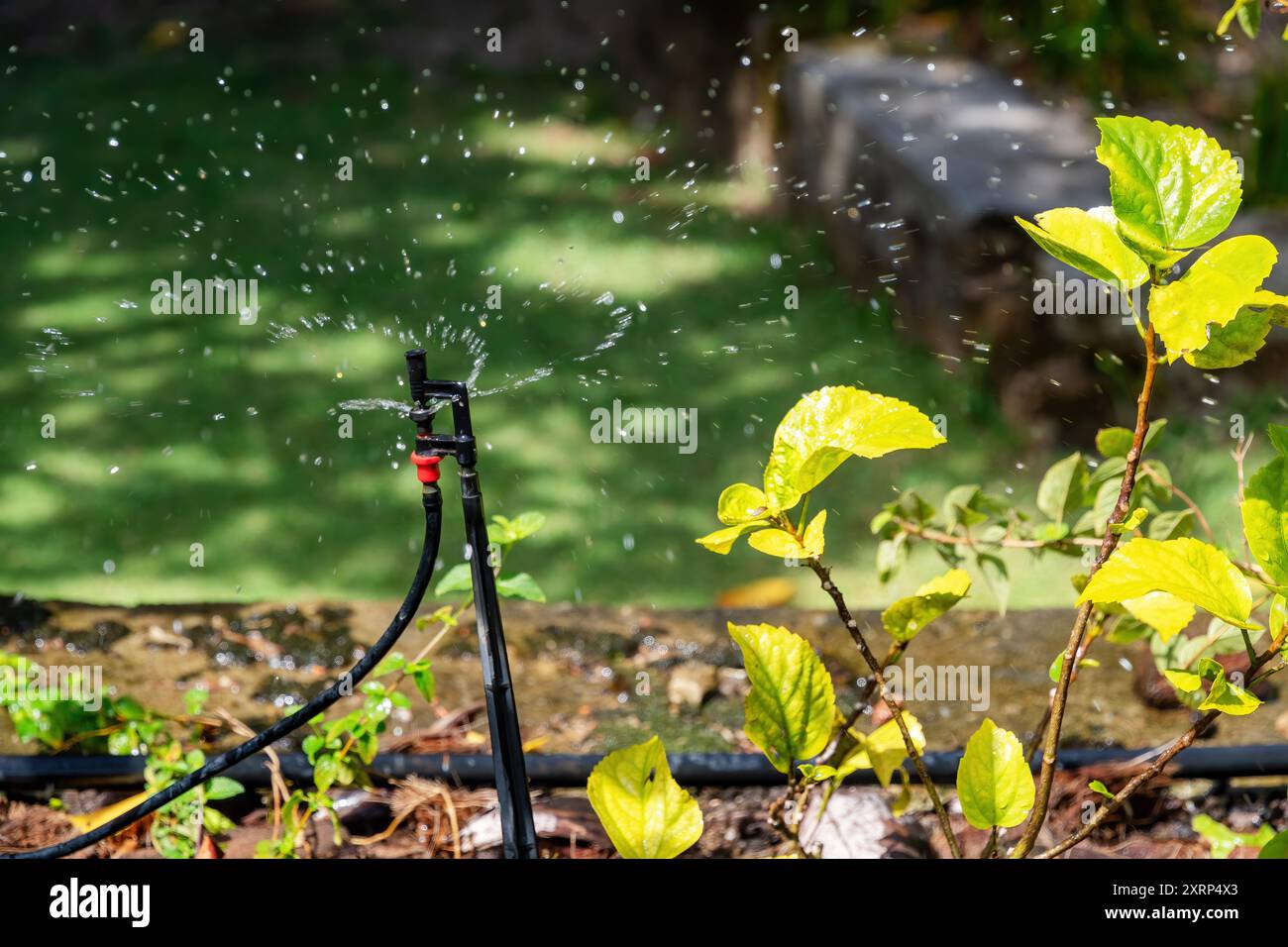 A sprinkler is watering plants in a garden, creating a fine mist of ...