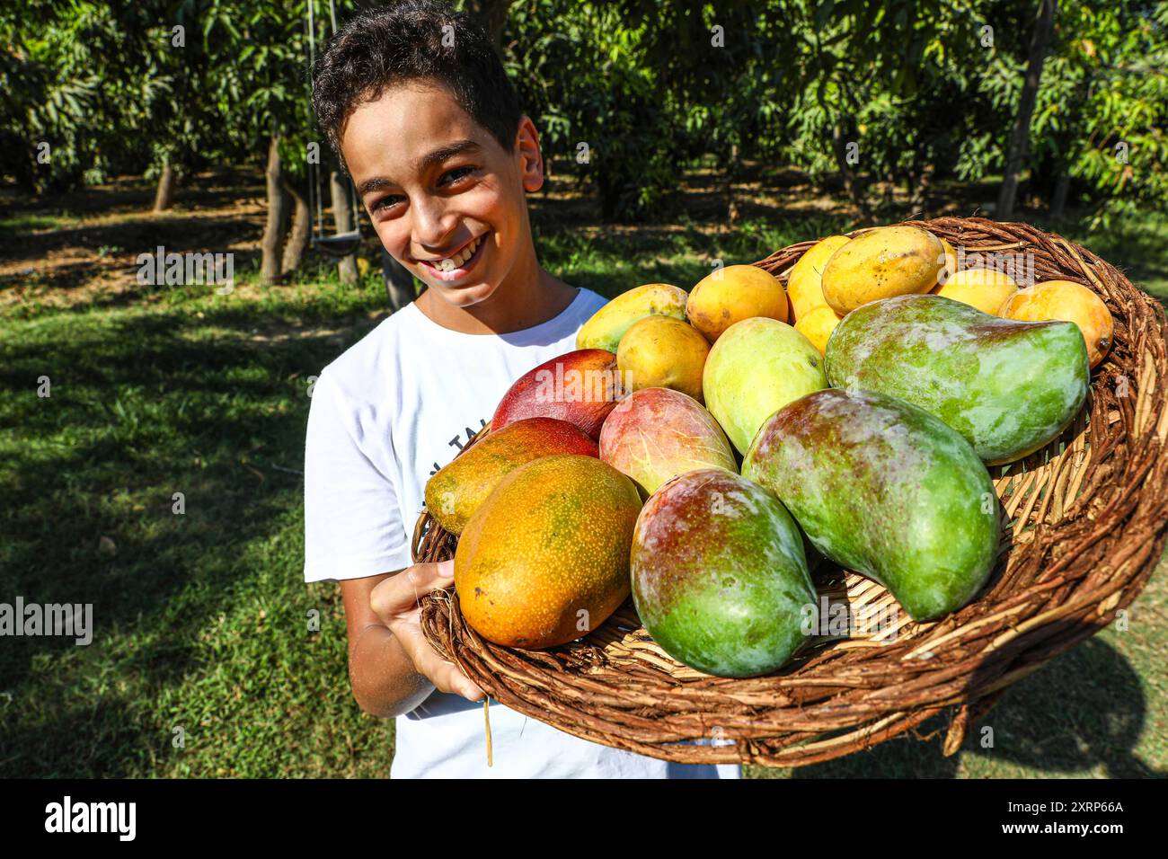 Cairo, Egypt. 11th Aug, 2024. A boy presents newly harvested mangoes at ...