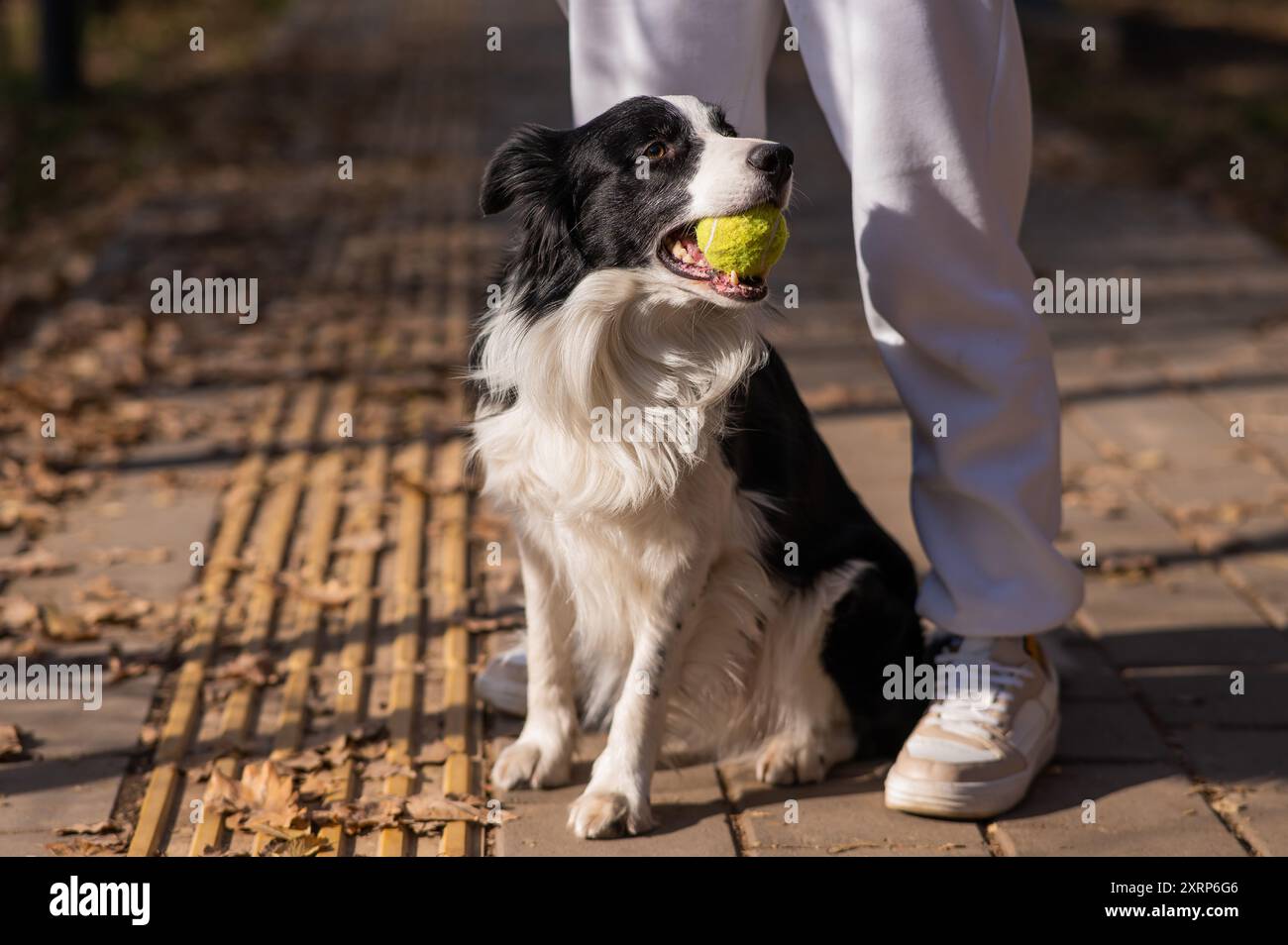 A black and white border collie dog stands at the feet of the owner ...
