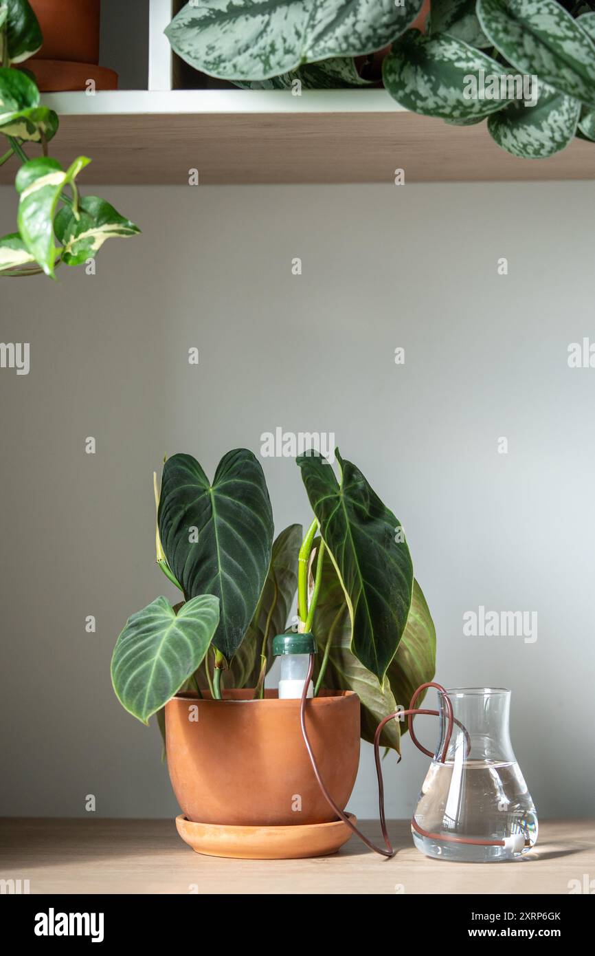 Self-watering system. Philodendron plant suck up water through tubes ...