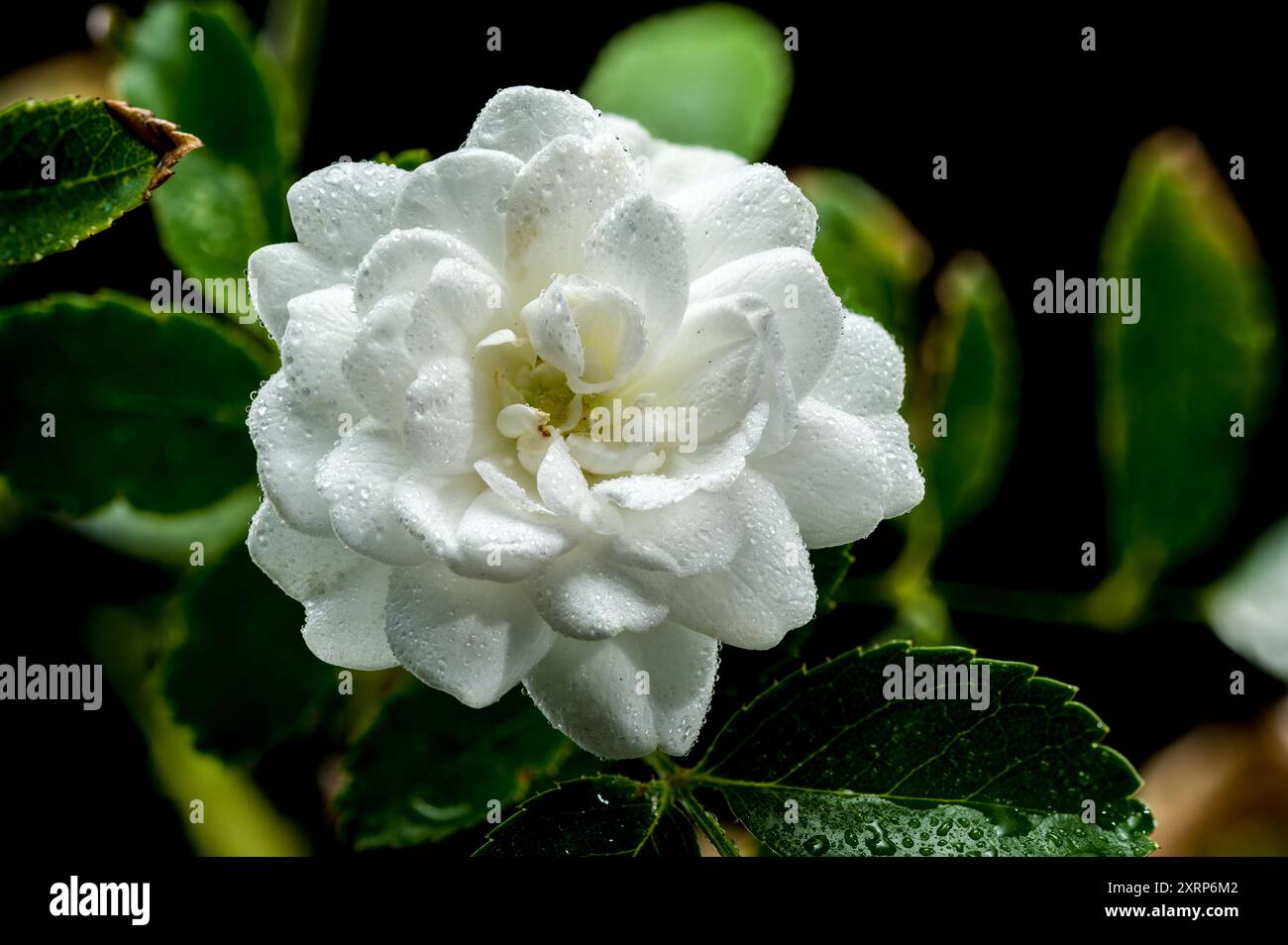 Beautiful Blooming Miniature White Rose isolated on a black background ...