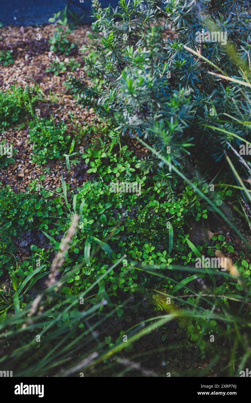 weeds and unwanted plants growing amont feature plants in Australian ...