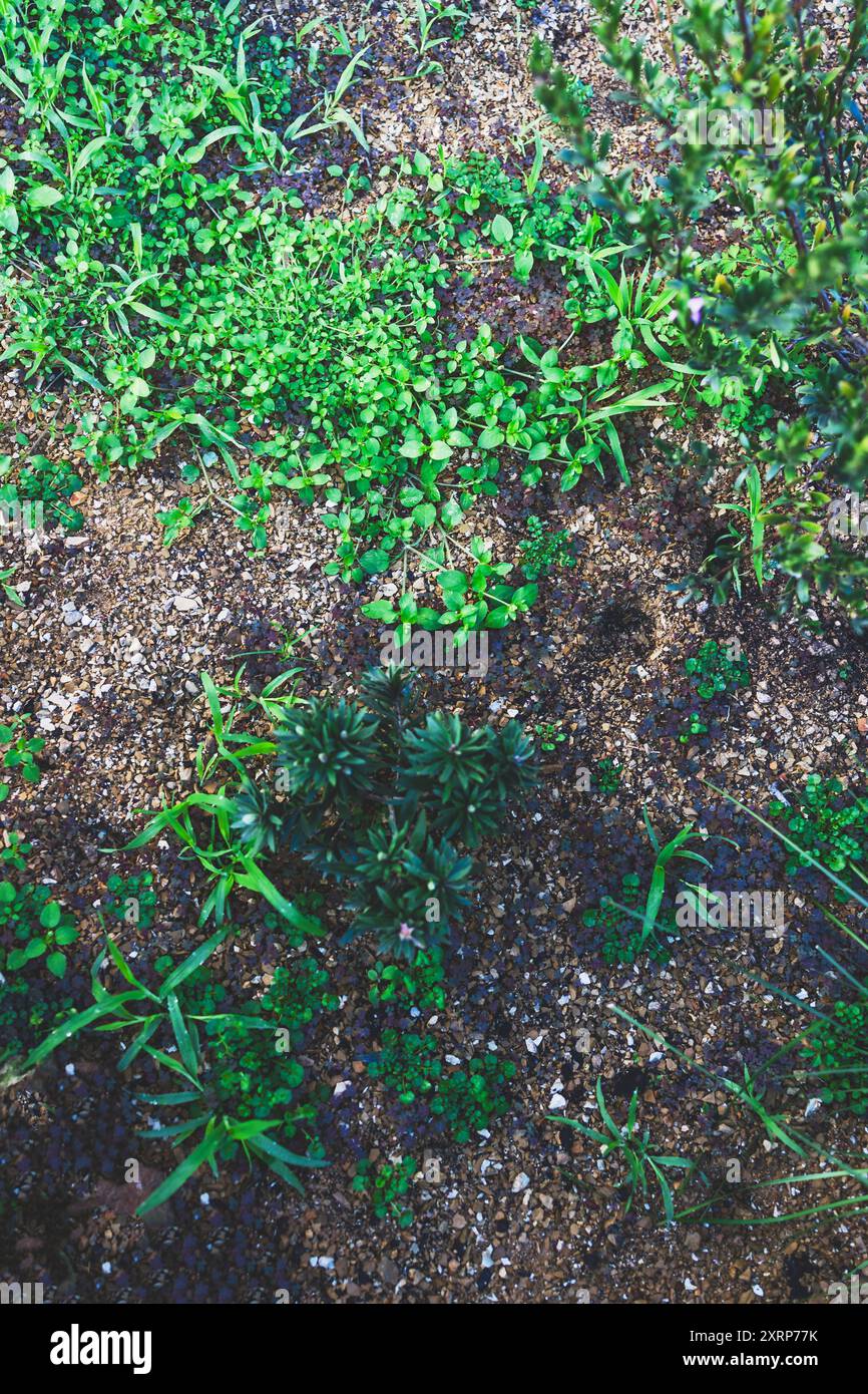 weeds and unwanted plants growing amont feature plants in Australian ...