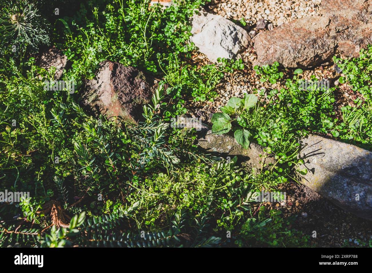 weeds and unwanted plants growing amont feature plants in Australian ...