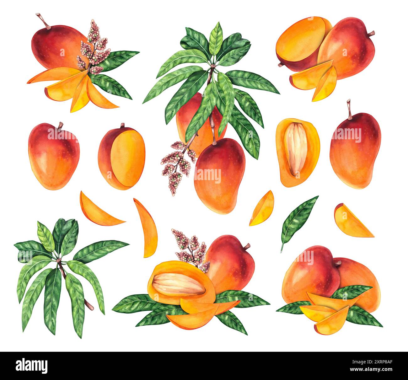 Watercolor mango set. Hand drawn Mangifera. Set of mango with leaves ...