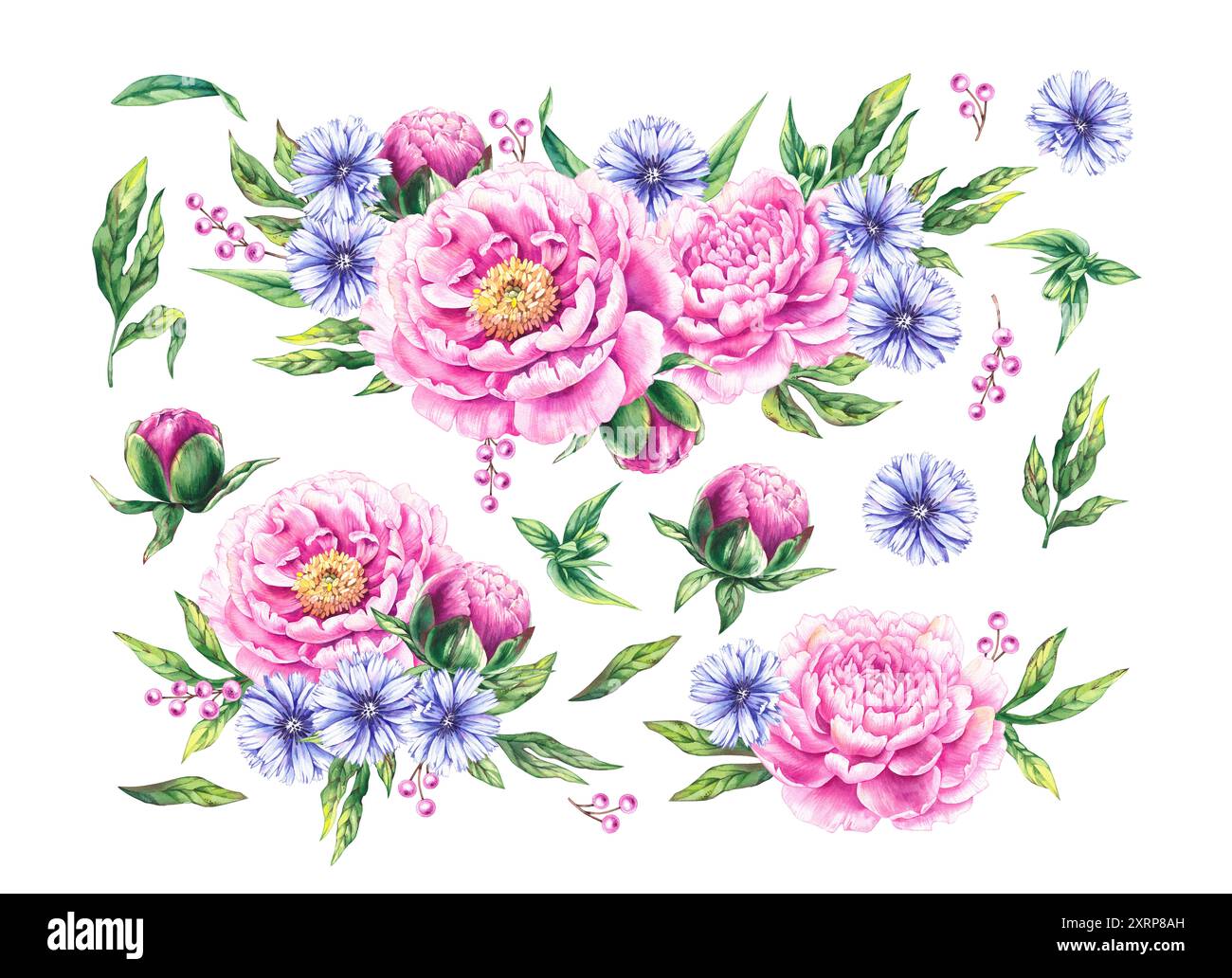 Watercolor pink peonies bouquet set. Hand drawn flowers blooming with ...