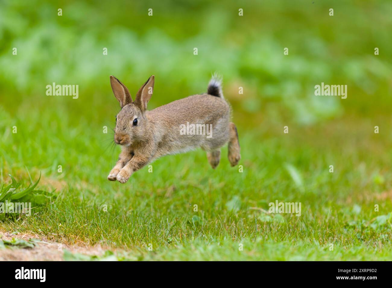 Leaping rabbit hi-res stock photography and images - Alamy
