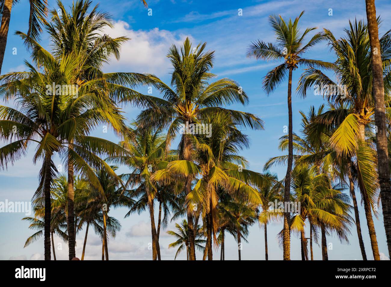 Tropical summer vacation. Exotic nature. Palm tree. Summer vacation in ...