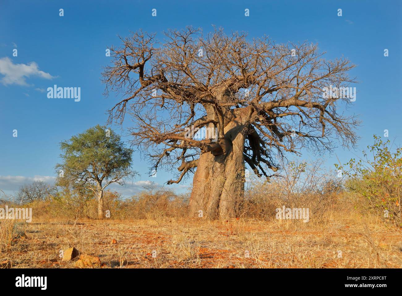 Large baobab tree (Adansonia digitata) in savanna during the dry season ...