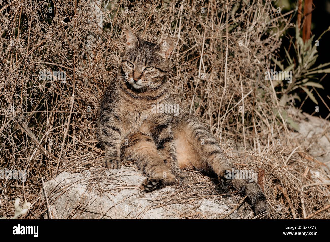 A cute happy grey tabby kitten lies and rests on the floor of the park ...