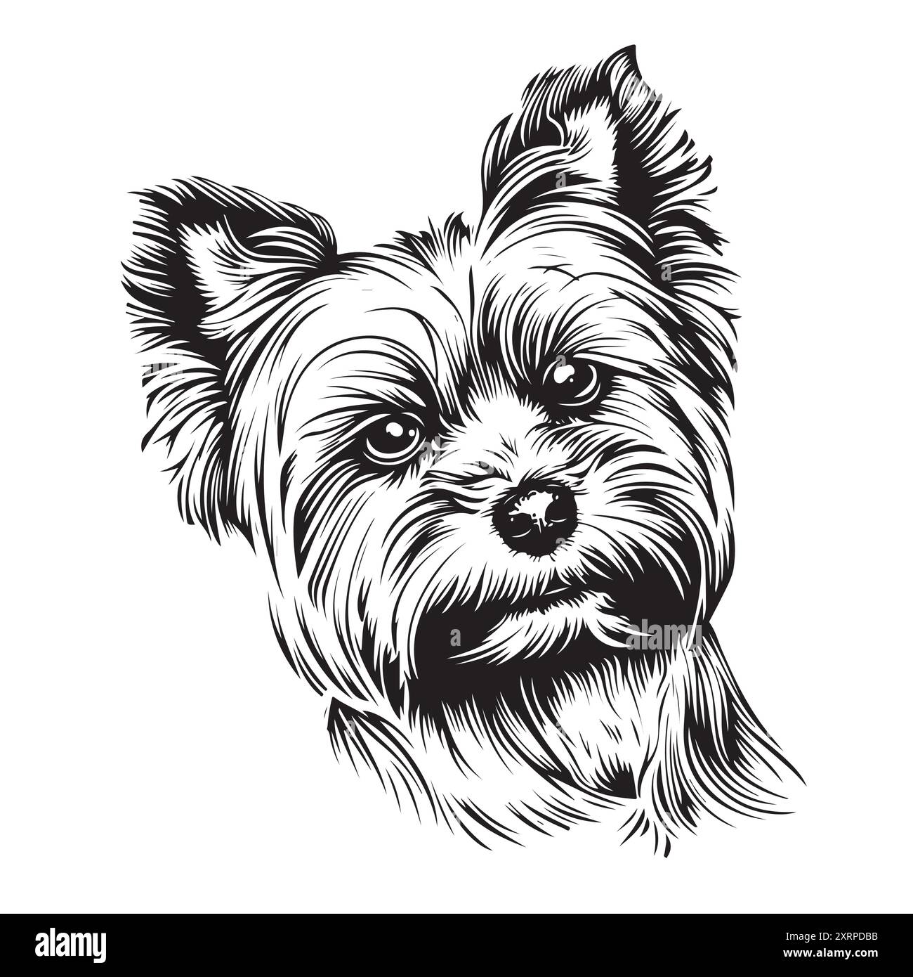 Yorkie dog Yorkshire terrier, dog portrait Vector illustration Stock ...