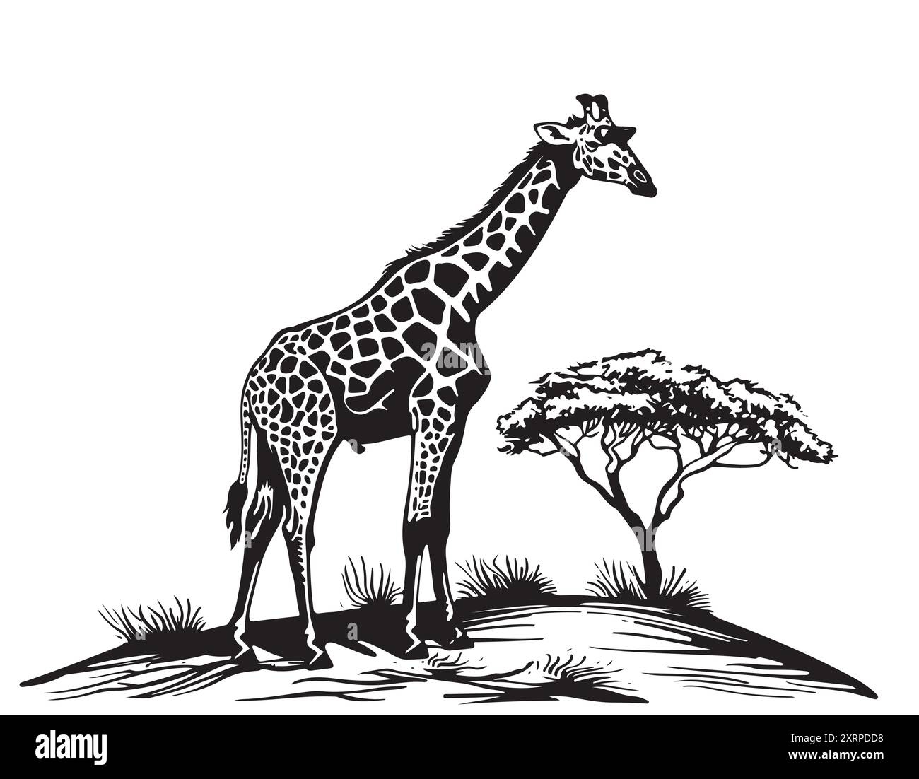 Beautiful hand drawn illustration of giraffe. Sketch Stock Vector Image ...