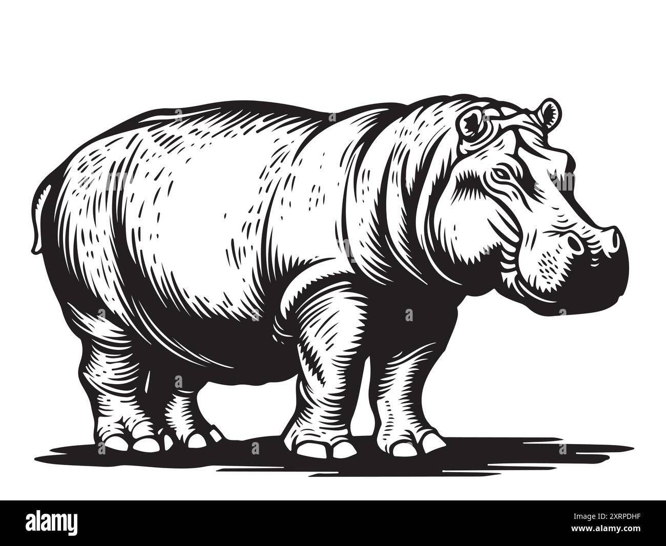 black and white engrave isolated hippo vector illustration Stock Vector ...