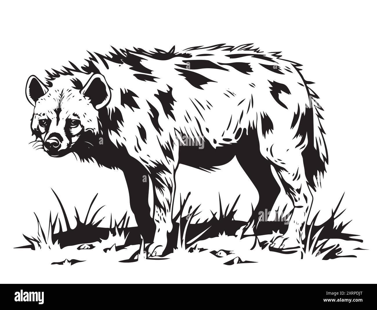 Hyena vector with piercing stare isolated Stock Vector Image & Art - Alamy