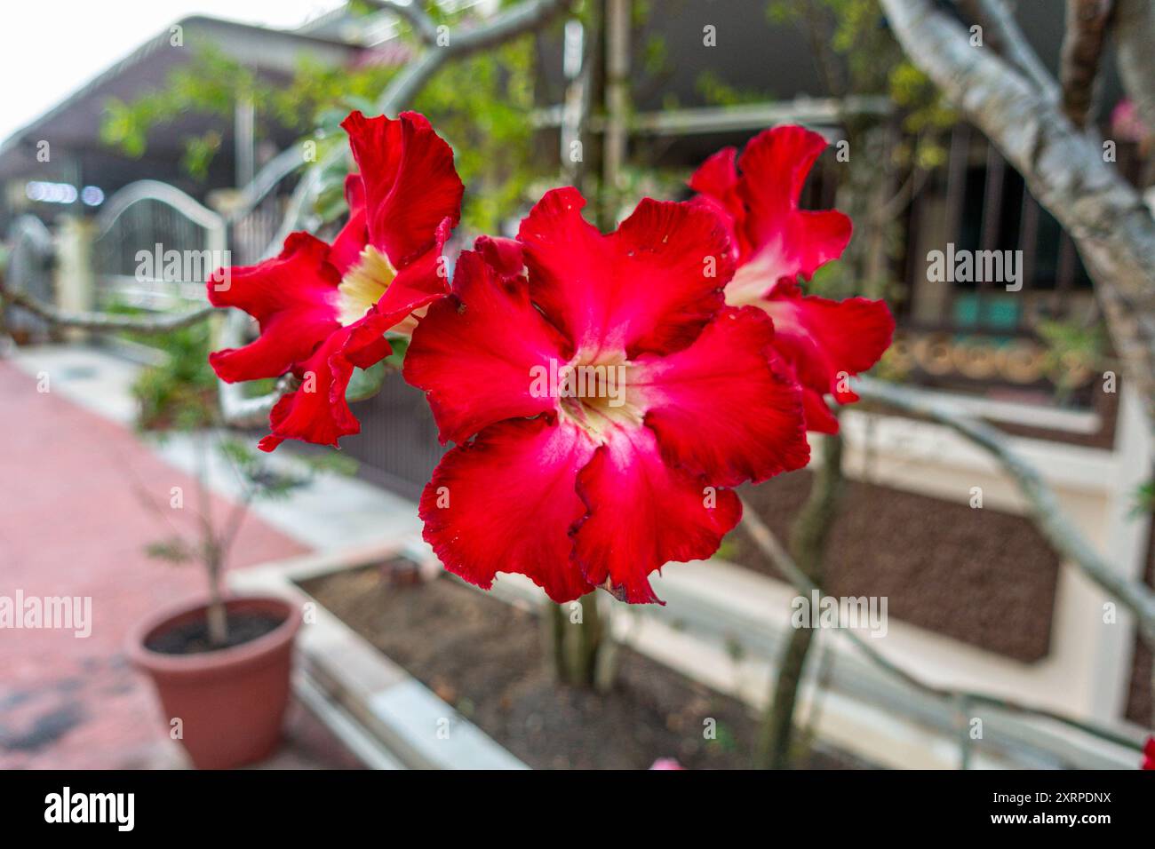 Red flowers on an Adenium plant in a garden in Penang, Malaysia Stock ...