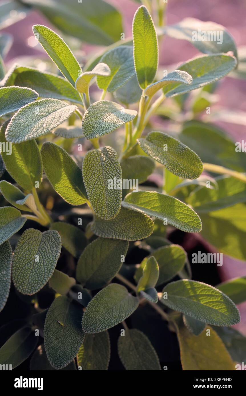 Common sage (Salvia officinalis); Lamiaceae; food shrub of european ...