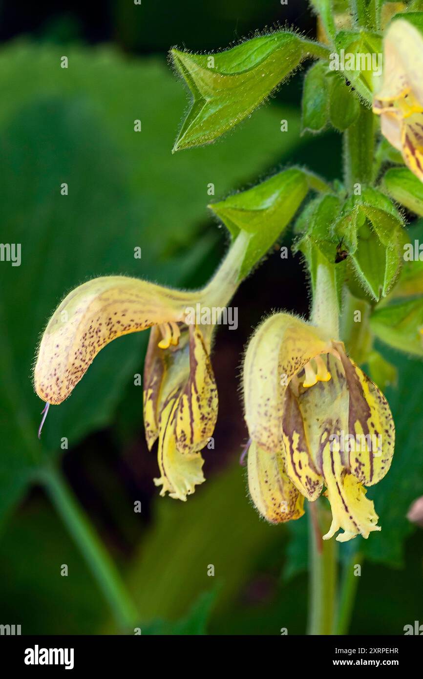 Sticky sage (Salvia glutinosa); Lamiaceae; European wildflower ...