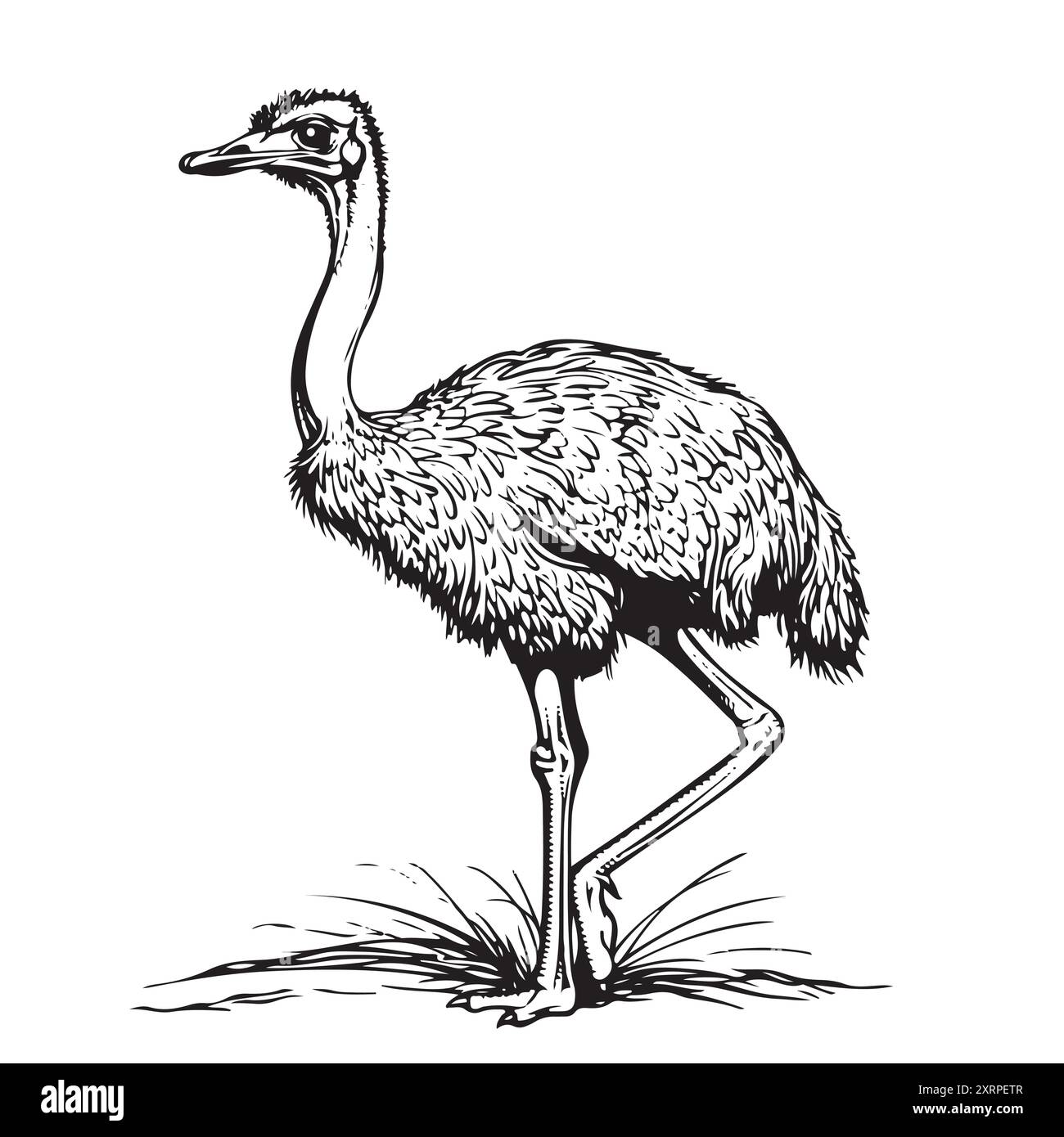 Drawn illustration converted hi-res stock photography and images - Alamy