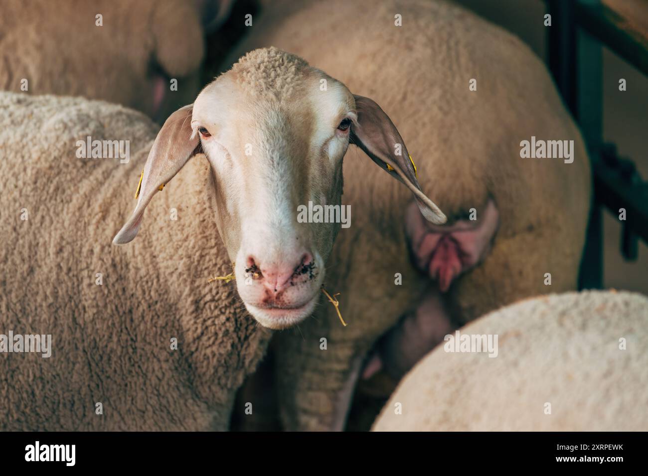 Female sheep at dairy farm, selective focus Stock Photo - Alamy