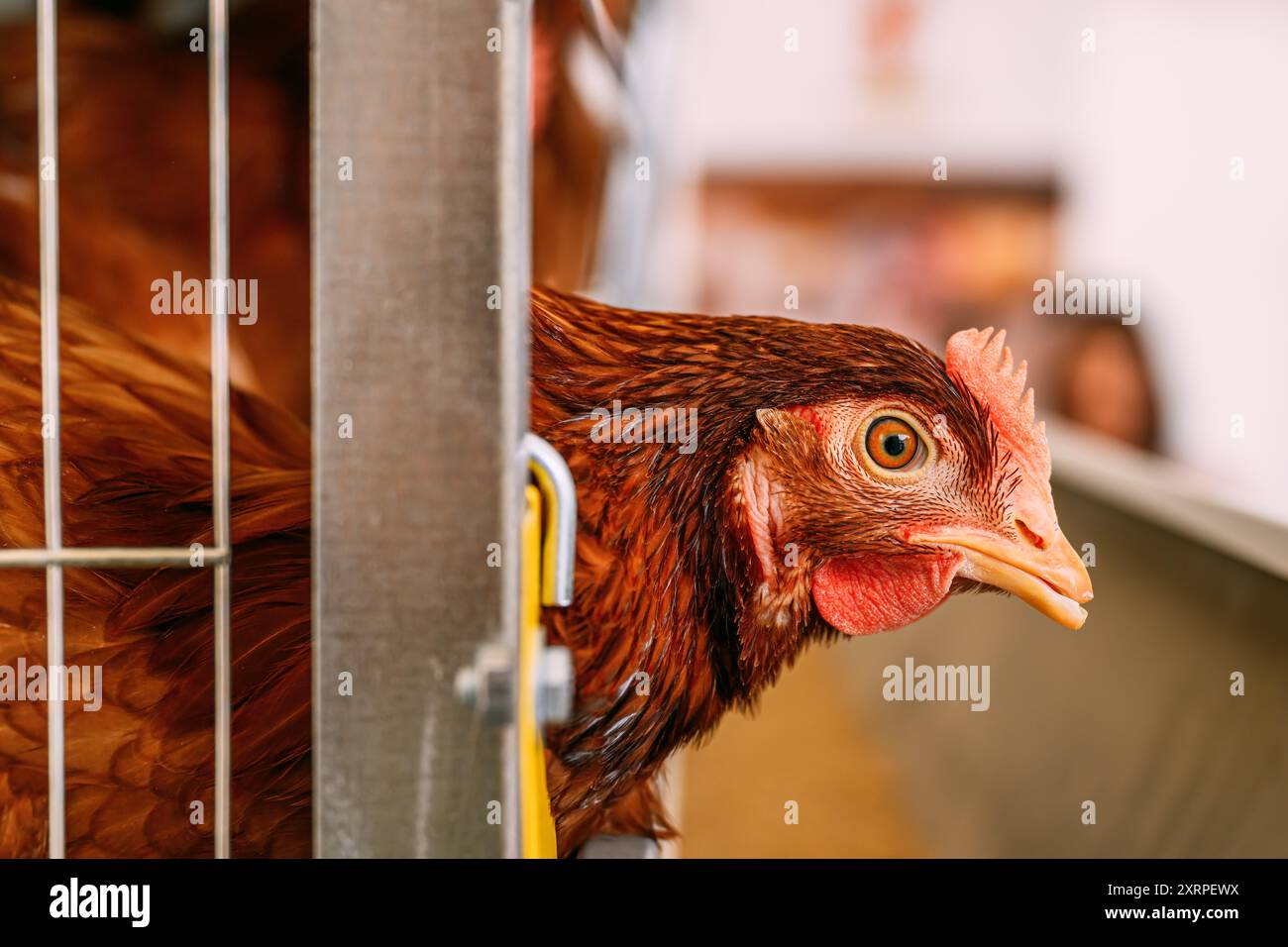 Farm poultry chicken hen hi-res stock photography and images - Alamy