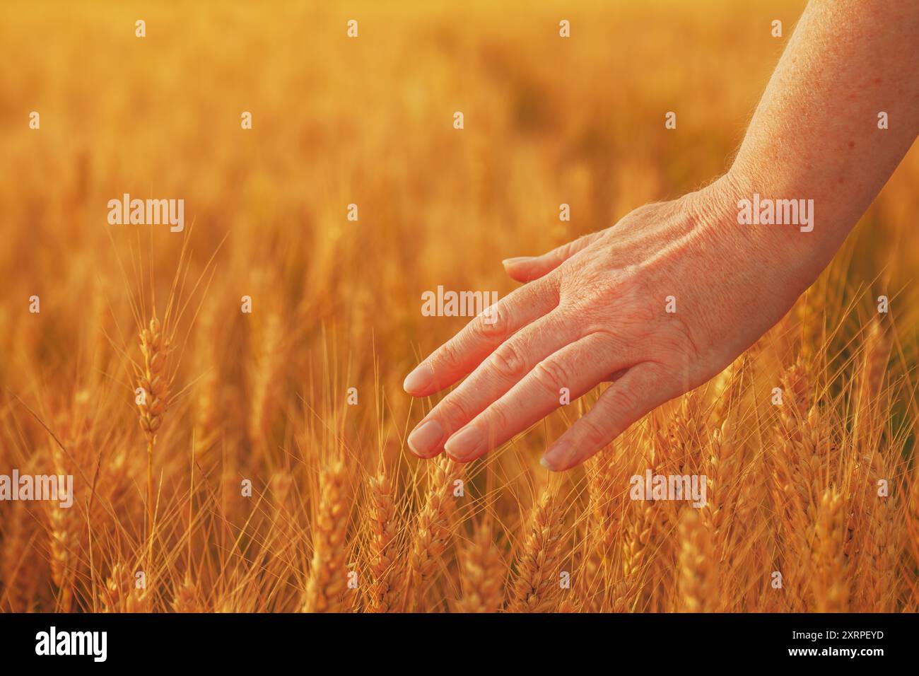 Field farmer crop crops fieldwork hi-res stock photography and images ...