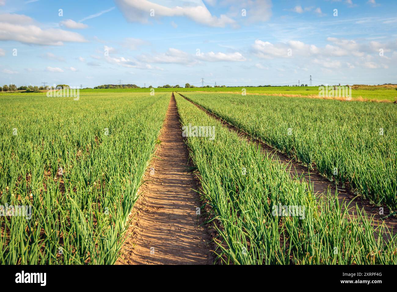 Large field with onion plants in the light of a low sun at the end of a ...